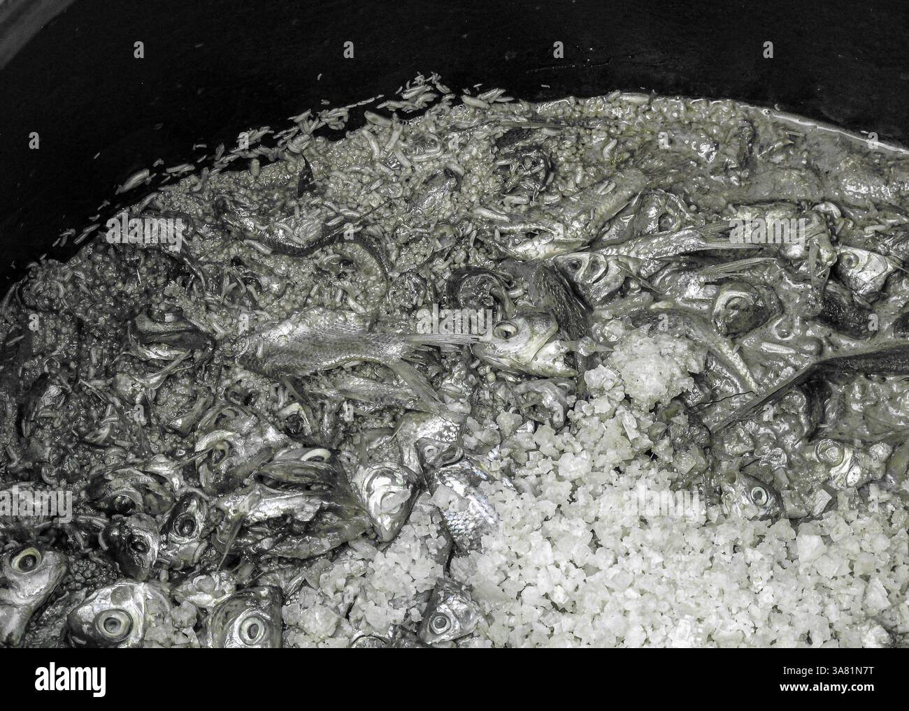 Tan Chau, Vietnam. Mar 28,2025. Traditional fish fermentation jars ...