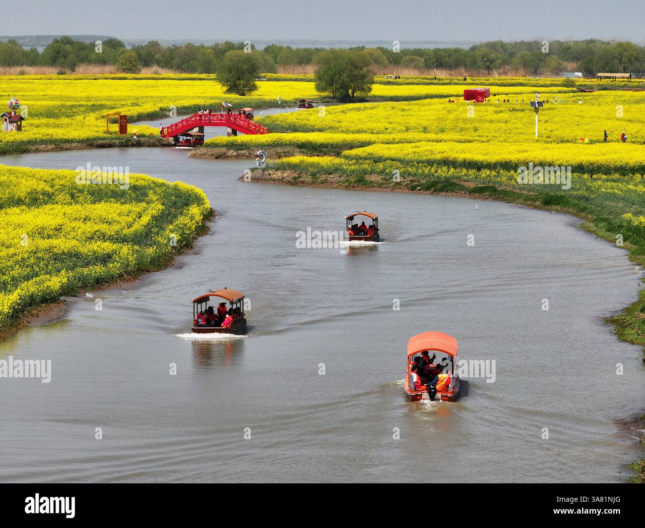 Aerial photo shows the golden cole flowers in Yangzhou City, east China ...
