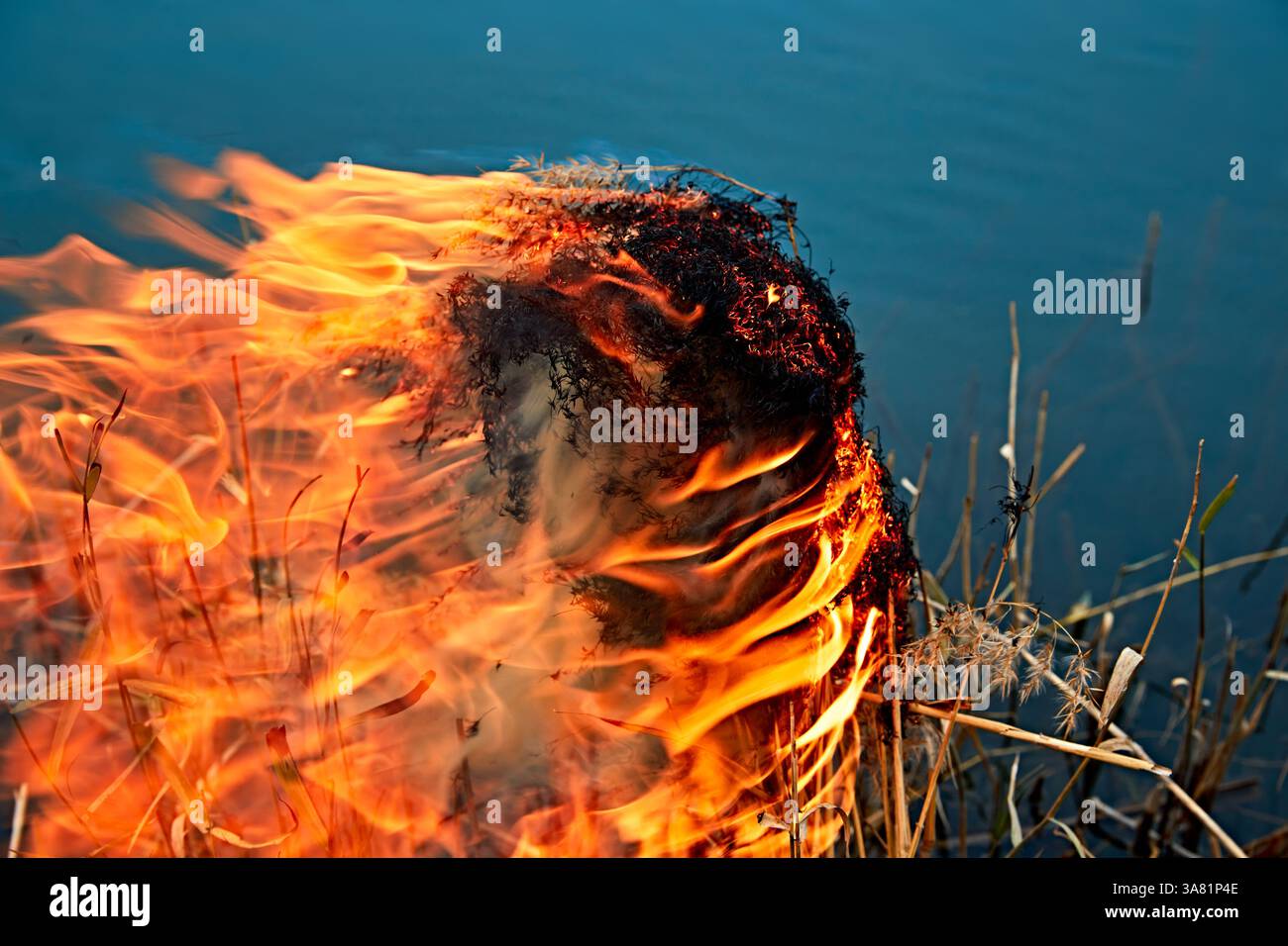 Burning Dry Grass by the Water Stock Photo - Alamy