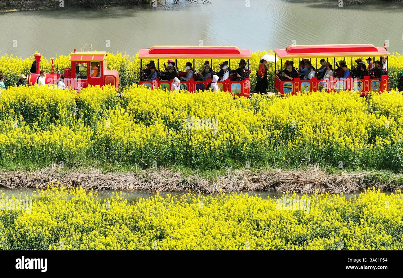Aerial photo shows the golden cole flowers in Yangzhou City, east China ...