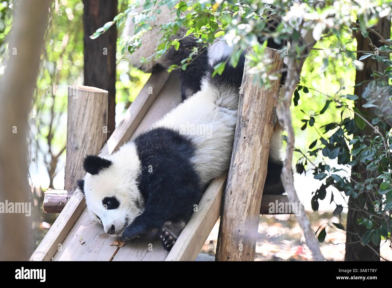 Giant pandas enjoy spring time in Chengdu City, southwest China's ...