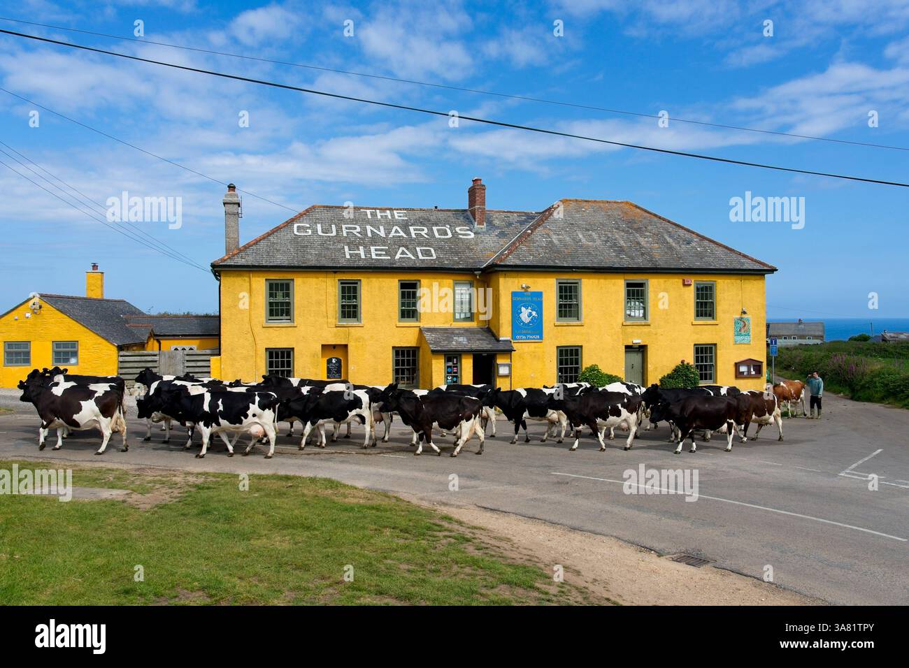 Herd cows crossing main road hi-res stock photography and images - Alamy