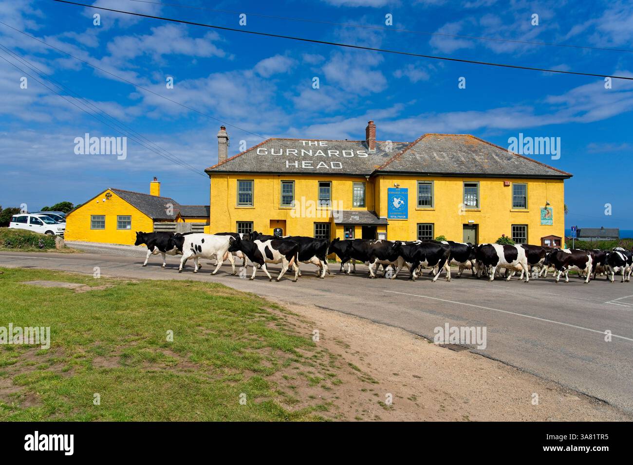 Herd cows crossing main road hi-res stock photography and images - Alamy