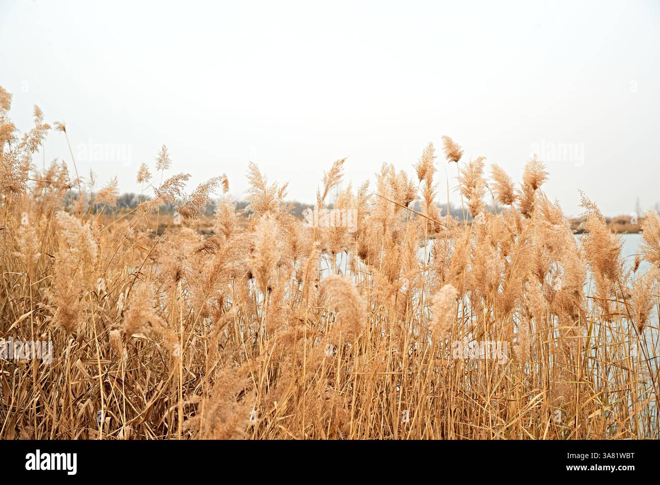 Reedland colors hi-res stock photography and images - Alamy