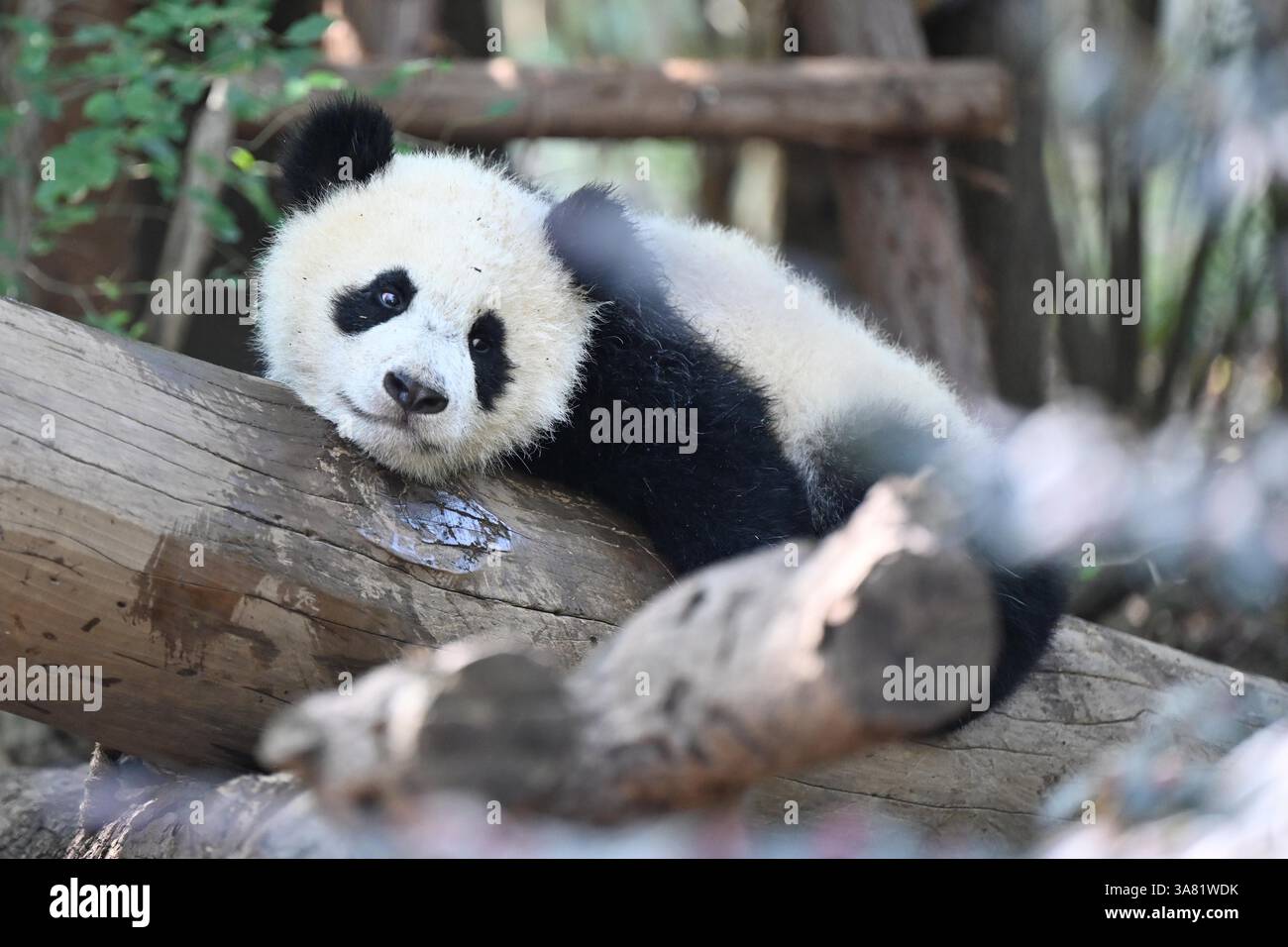 Giant pandas enjoy spring time in Chengdu City, southwest China's ...