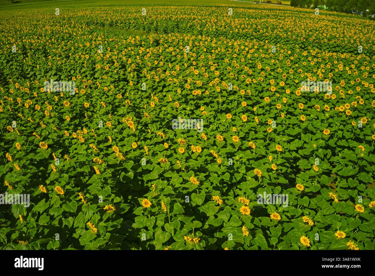 Sunflower Field in Full Bloom Stock Photo - Alamy