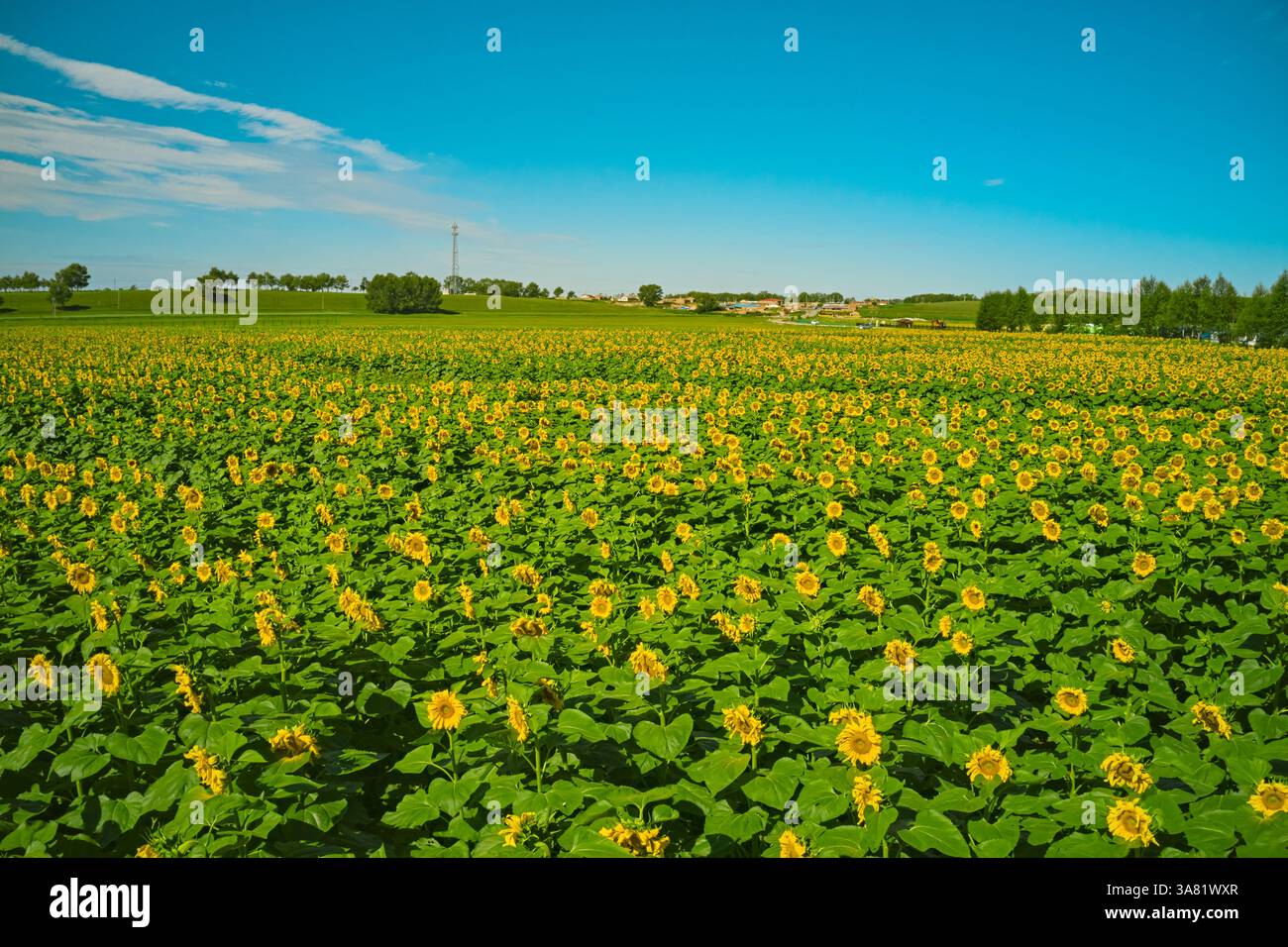 Sunflower Field in Full Bloom Stock Photo - Alamy