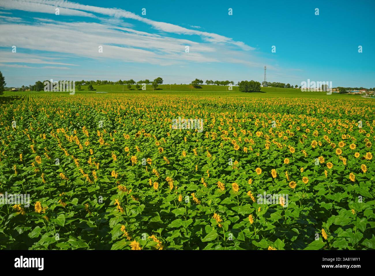 Sunflower Field in Full Bloom Stock Photo - Alamy