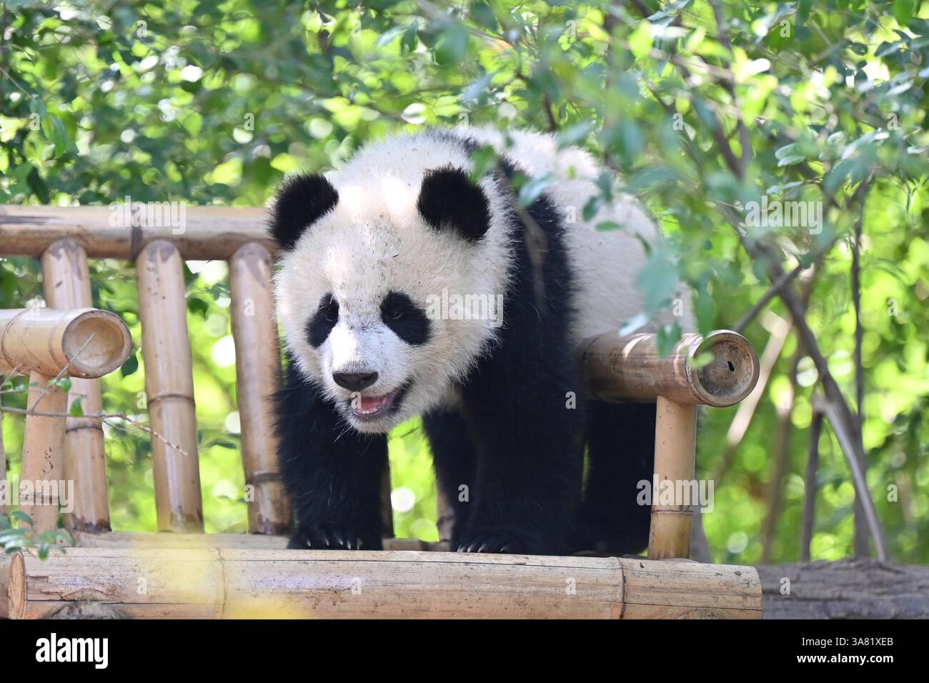 Giant pandas enjoy spring time in Chengdu City, southwest China's ...
