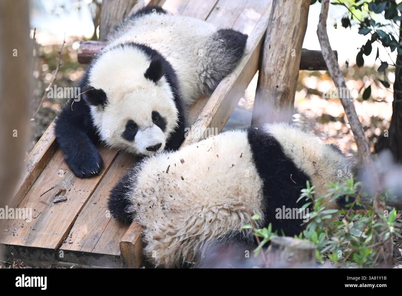 Giant pandas enjoy spring time in Chengdu City, southwest China's ...