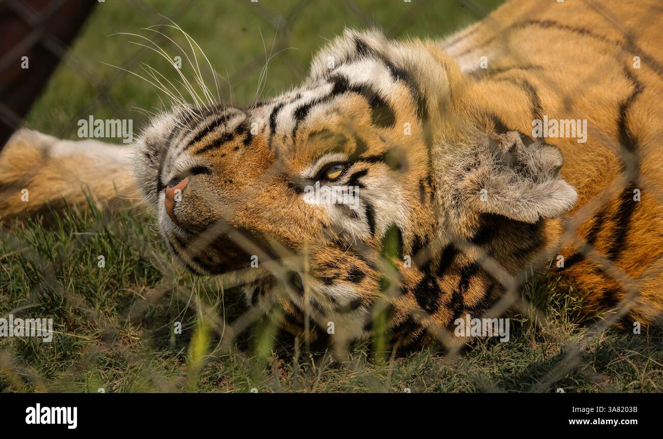 Brown tiger up close Stock Photo - Alamy