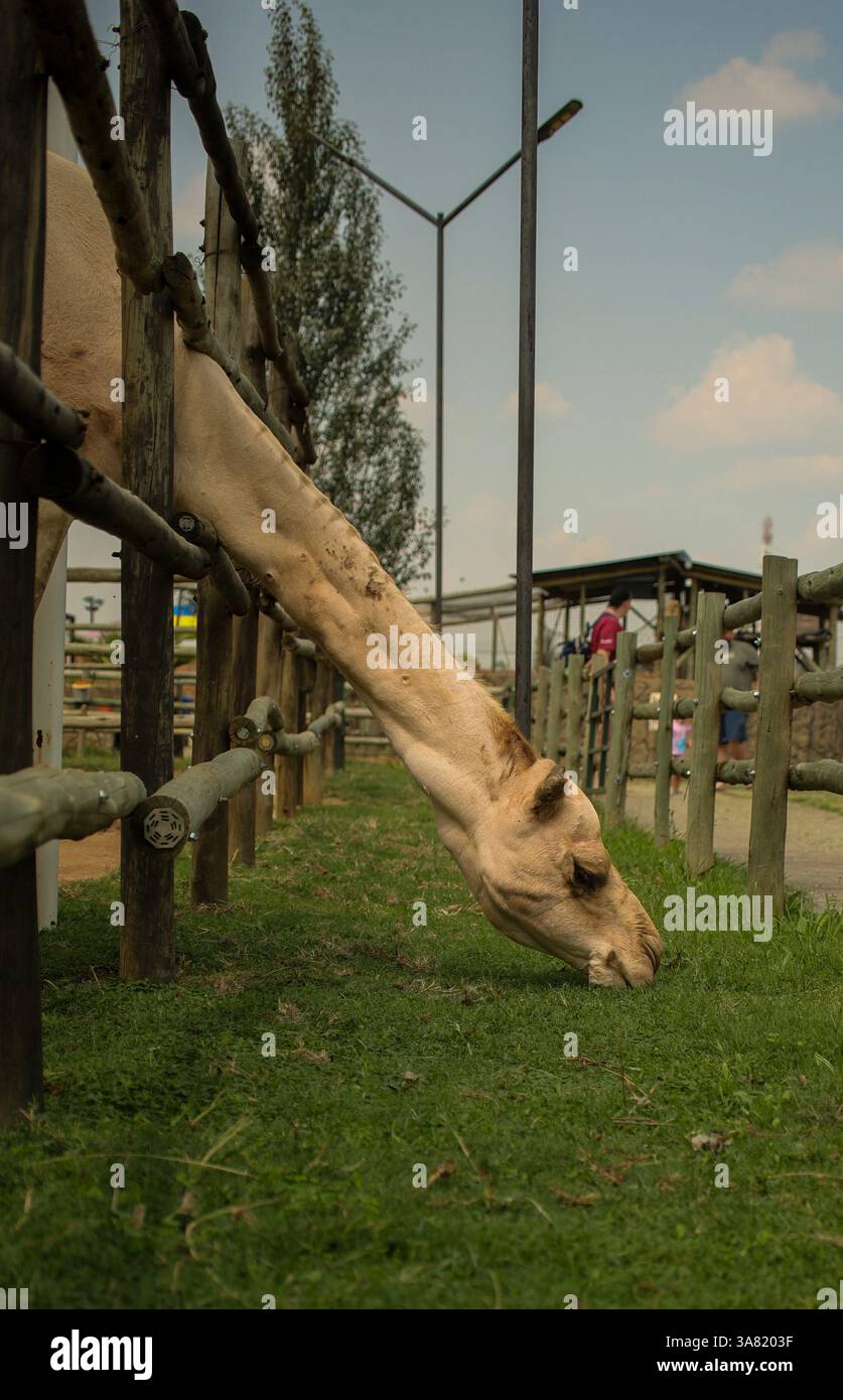 Camel up close eating Stock Photo - Alamy