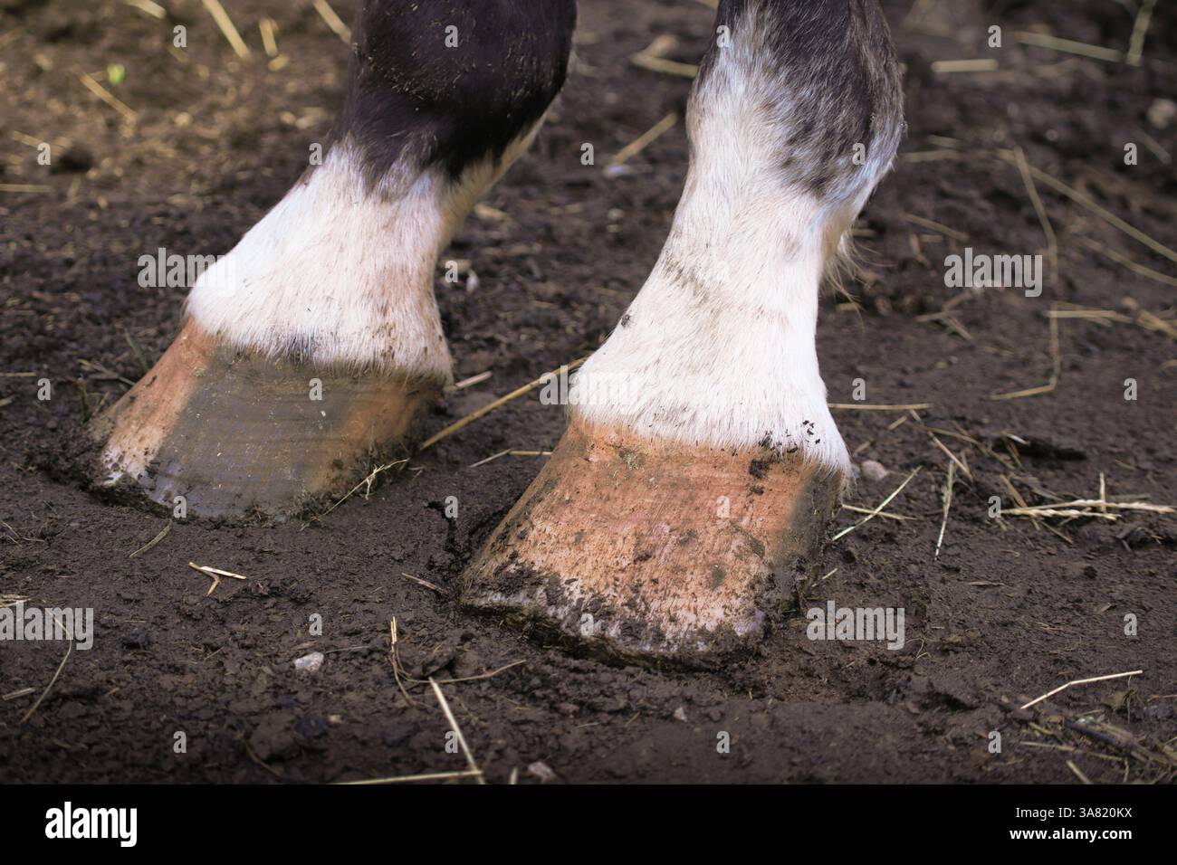 Cattle feet up close Stock Photo - Alamy