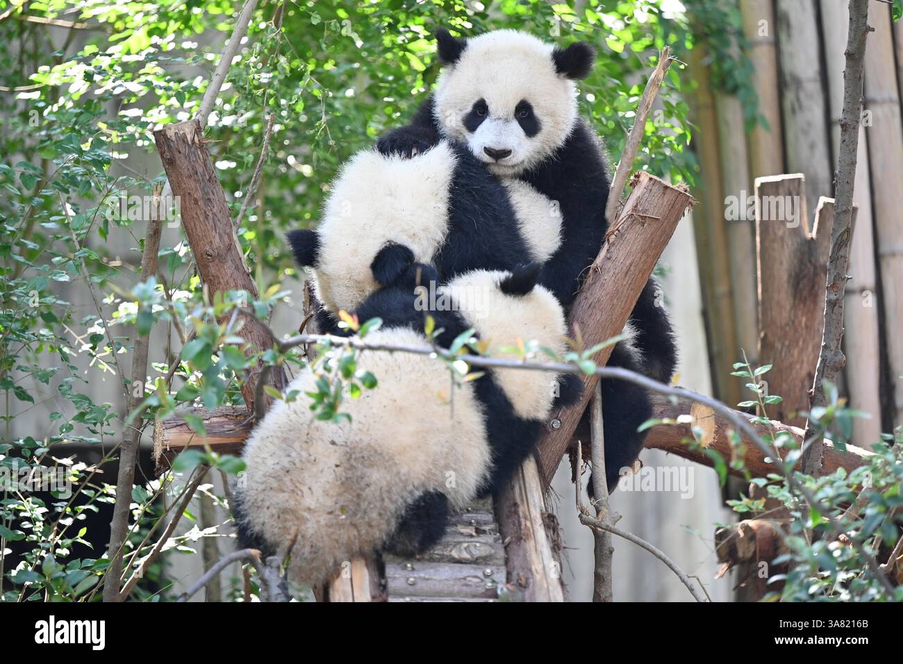 Giant pandas enjoy spring time in Chengdu City, southwest China's ...