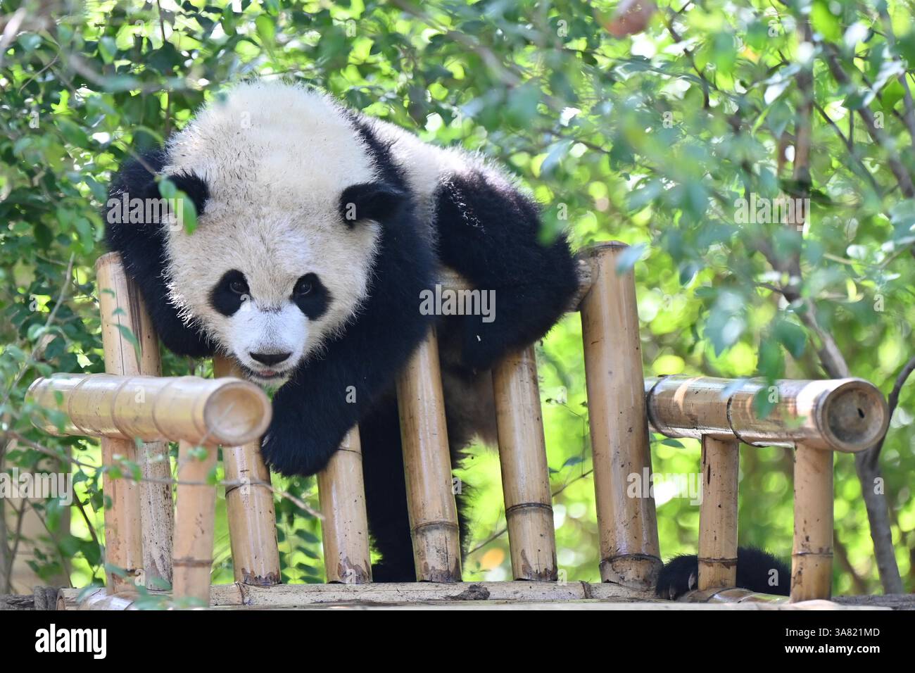 Giant pandas enjoy spring time in Chengdu City, southwest China's ...