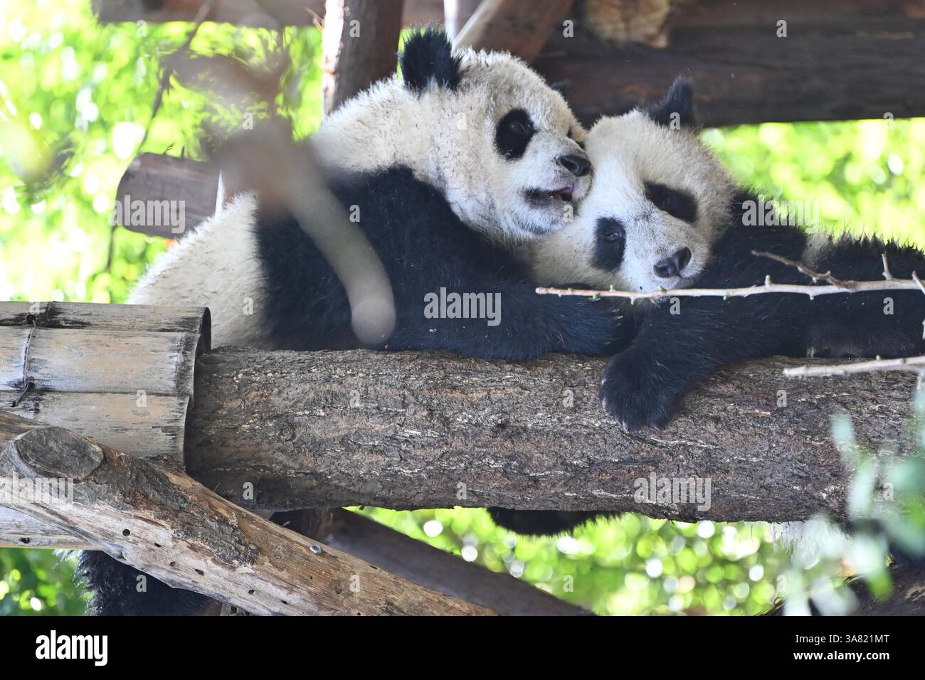 Giant pandas enjoy spring time in Chengdu City, southwest China's ...