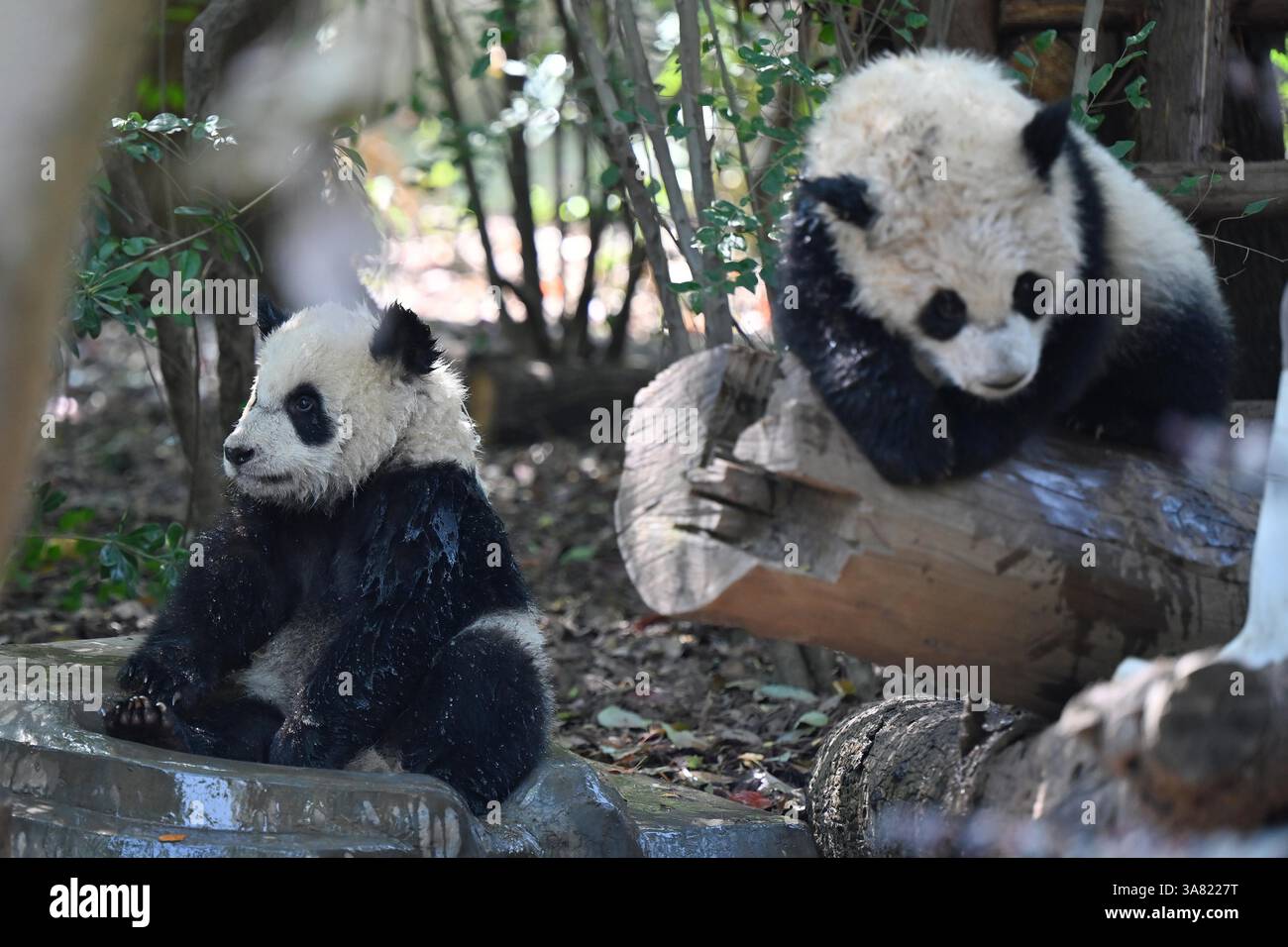 Giant pandas enjoy spring time in Chengdu City, southwest China's ...