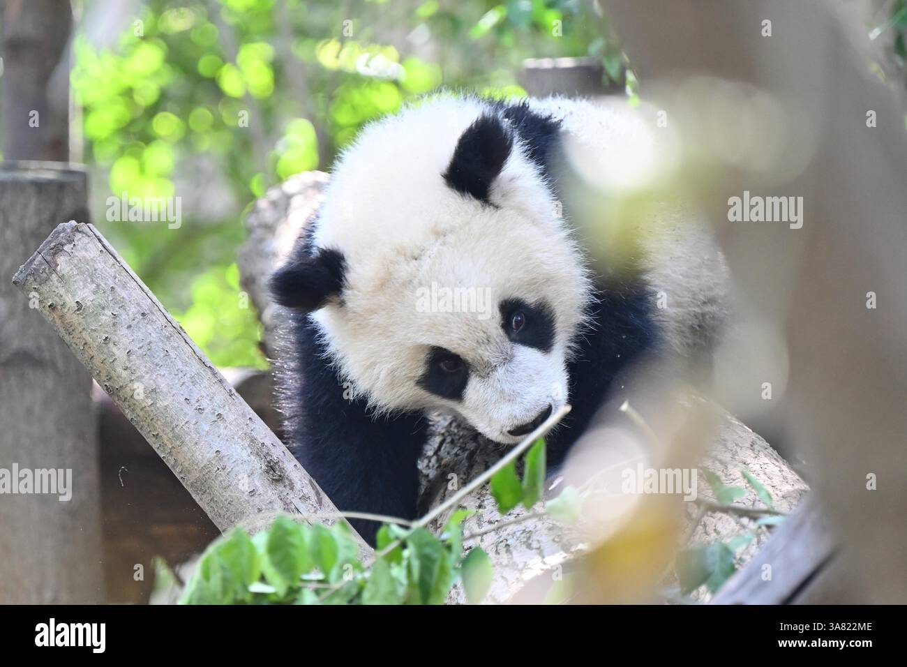 Giant pandas enjoy spring time in Chengdu City, southwest China's ...
