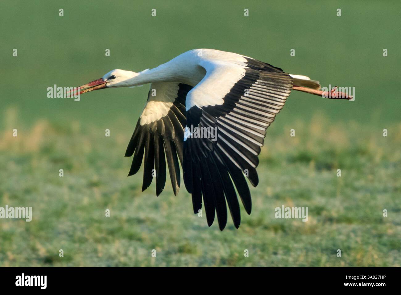 A stork flies over a meadow in the outskirts of Wehrheim near Frankfurt ...