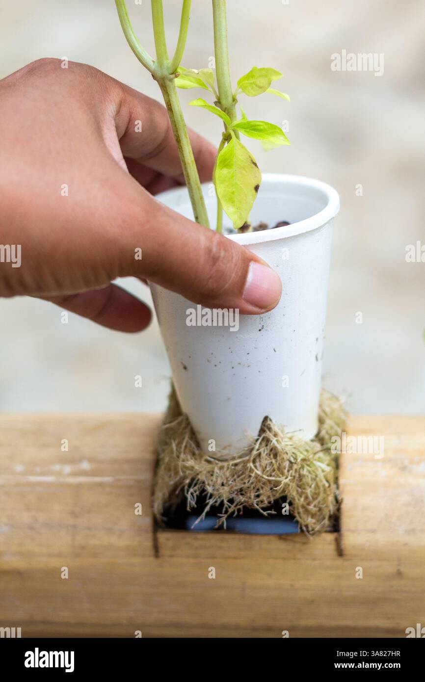A fresh basil plant growing in a bamboo hydroponic system, showcasing ...