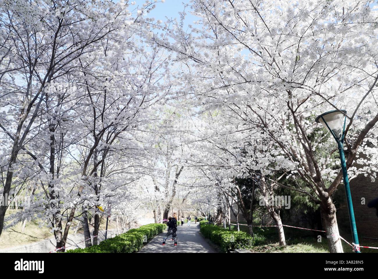 Cherry blossoms are in full bloom at Yuyuantan park in Beijing, China ...