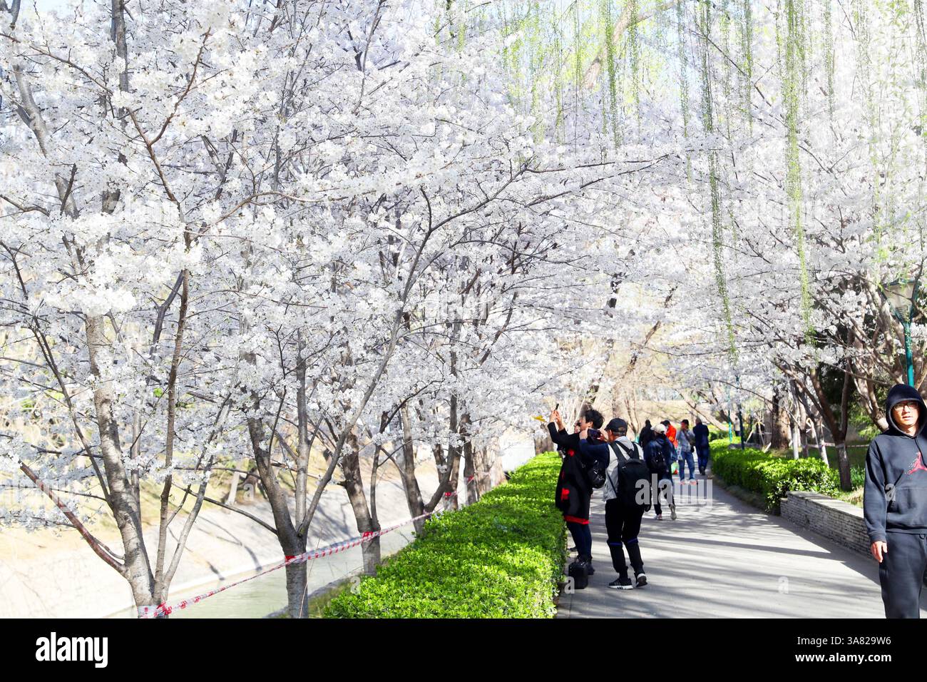 Cherry blossoms are in full bloom at Yuyuantan park in Beijing, China ...