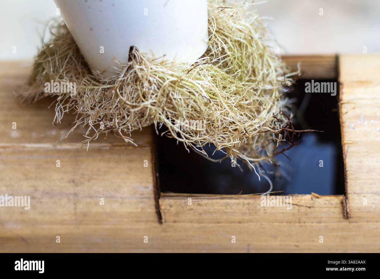A fresh basil plant growing in a bamboo hydroponic system, showcasing ...