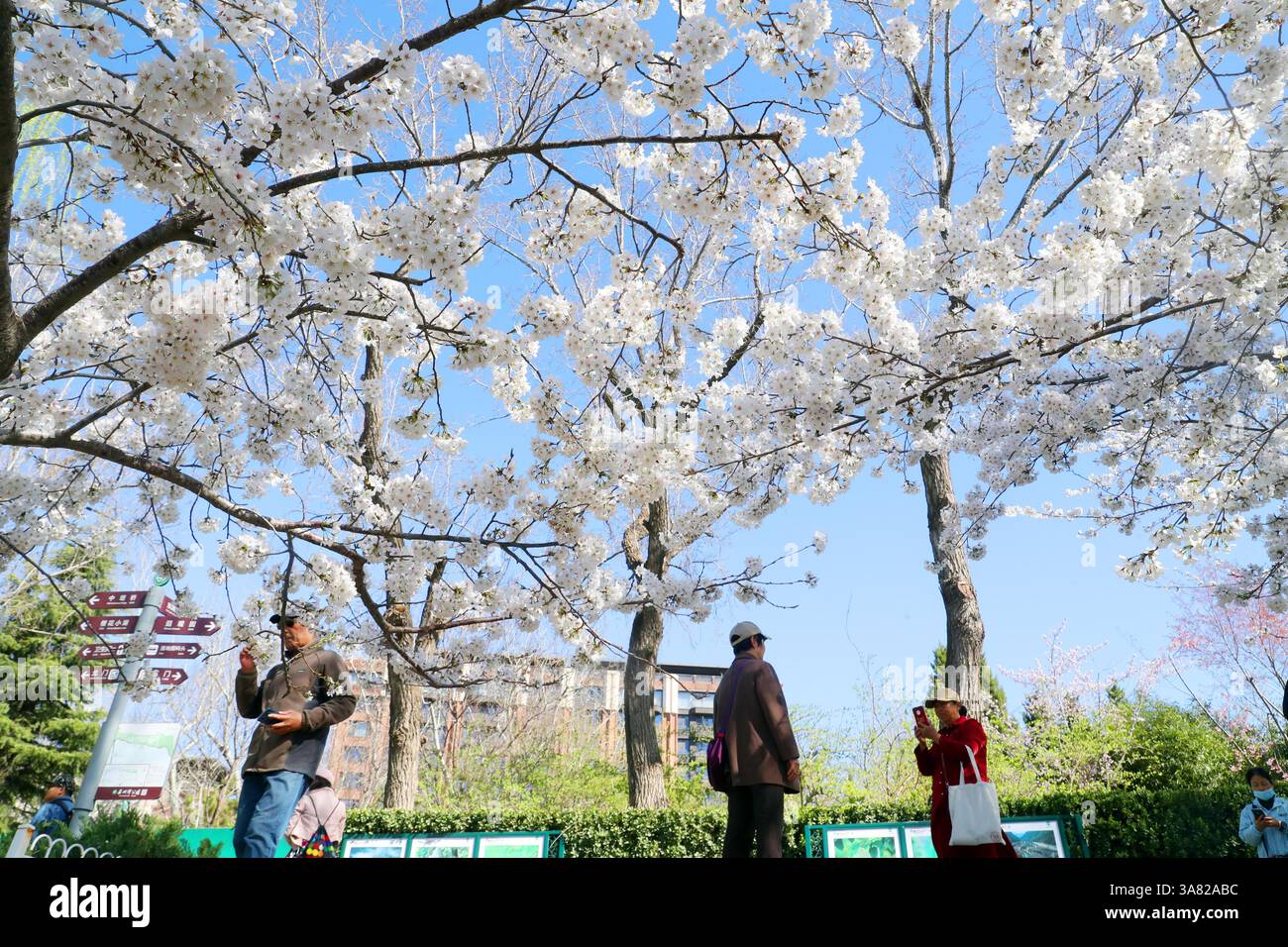 Cherry blossoms are in full bloom at Yuyuantan park in Beijing, China ...