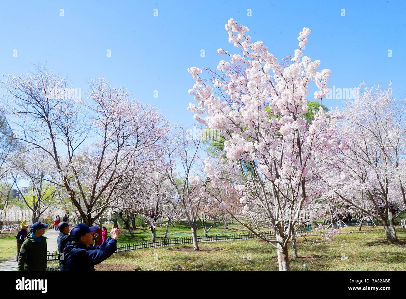 Cherry blossoms are in full bloom at Yuyuantan park in Beijing, China ...