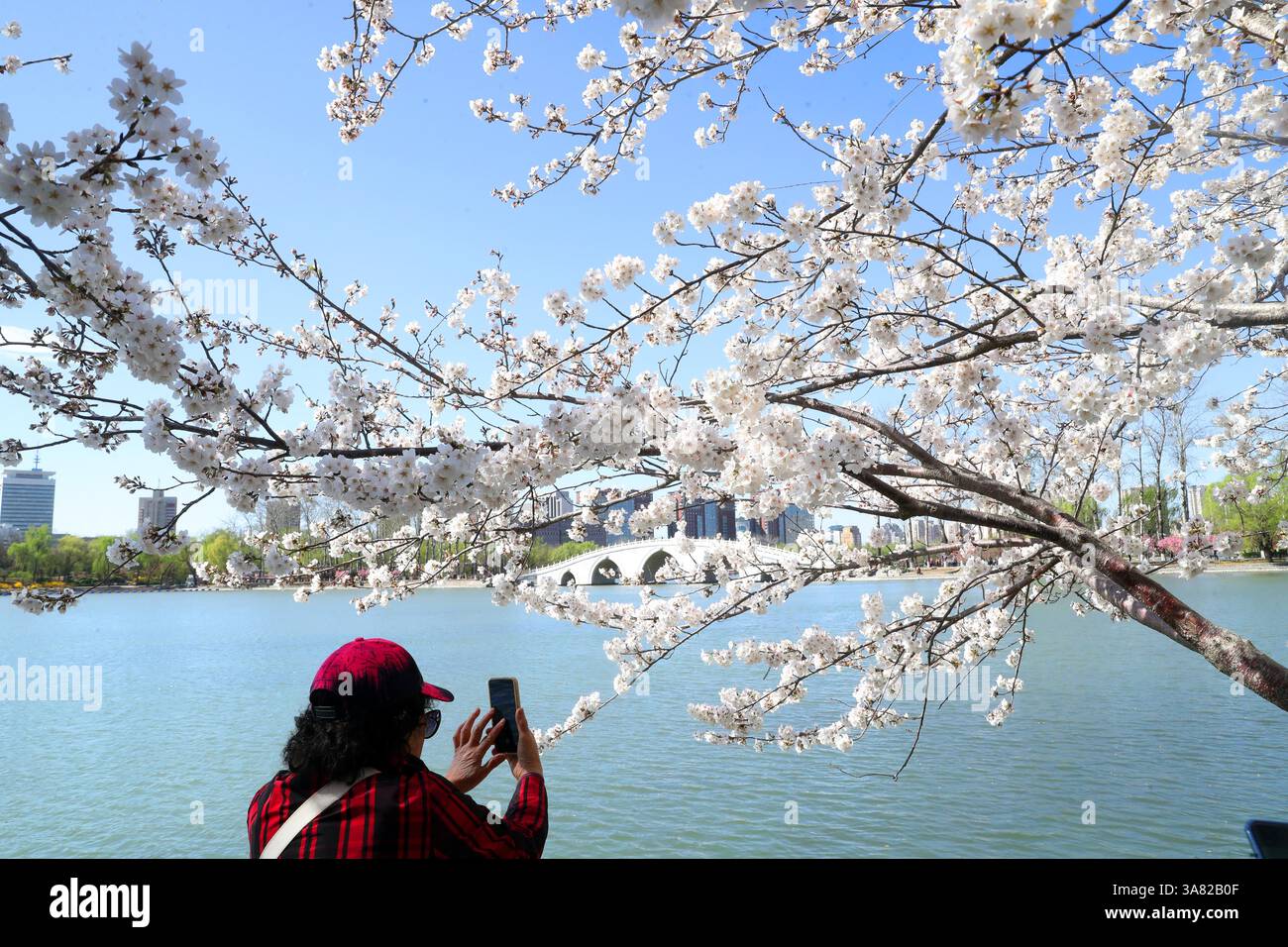 Cherry blossoms are in full bloom at Yuyuantan park in Beijing, China ...
