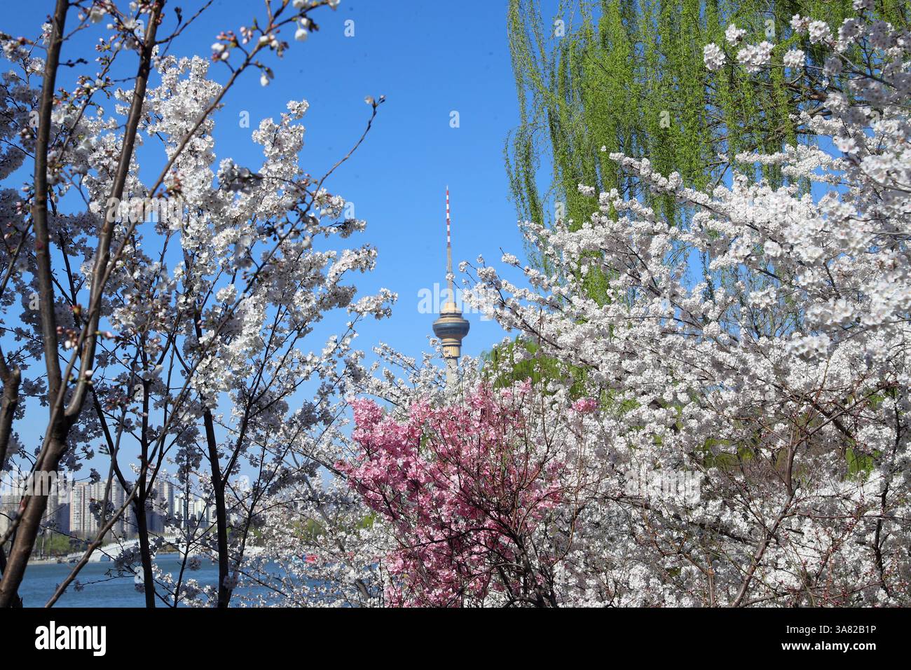 Cherry blossoms are in full bloom at Yuyuantan park in Beijing, China ...