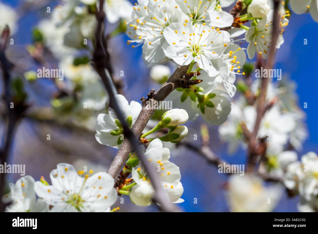 Flowering plum tree in the kitchen garden Stock Photo - Alamy
