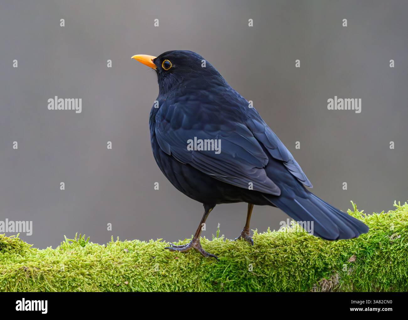 27 March 2025, Brandenburg, Sieversdorf: A blackbird (Turdus merula ...