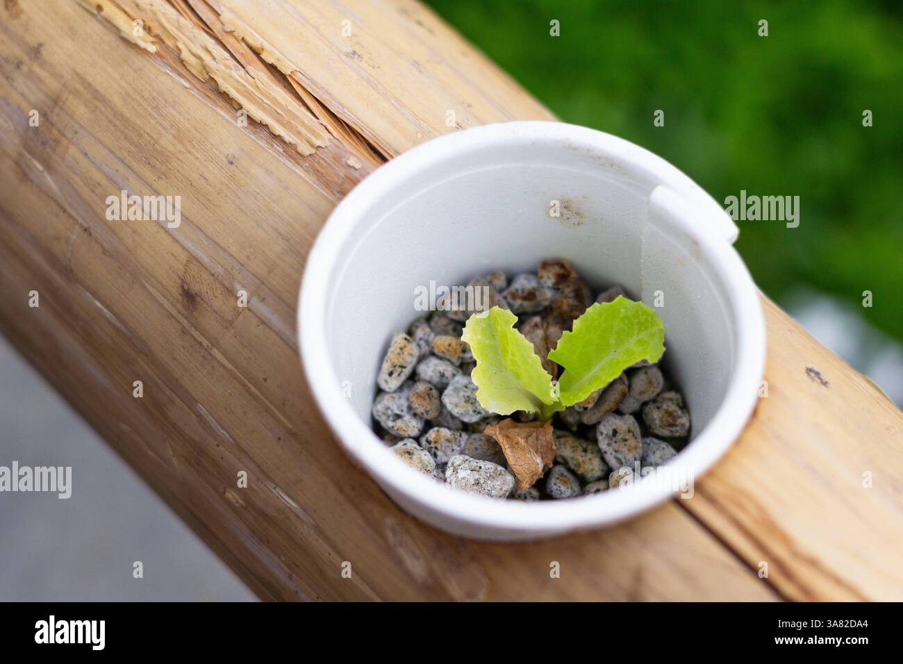 A fresh basil plant growing in a bamboo hydroponic system, showcasing ...