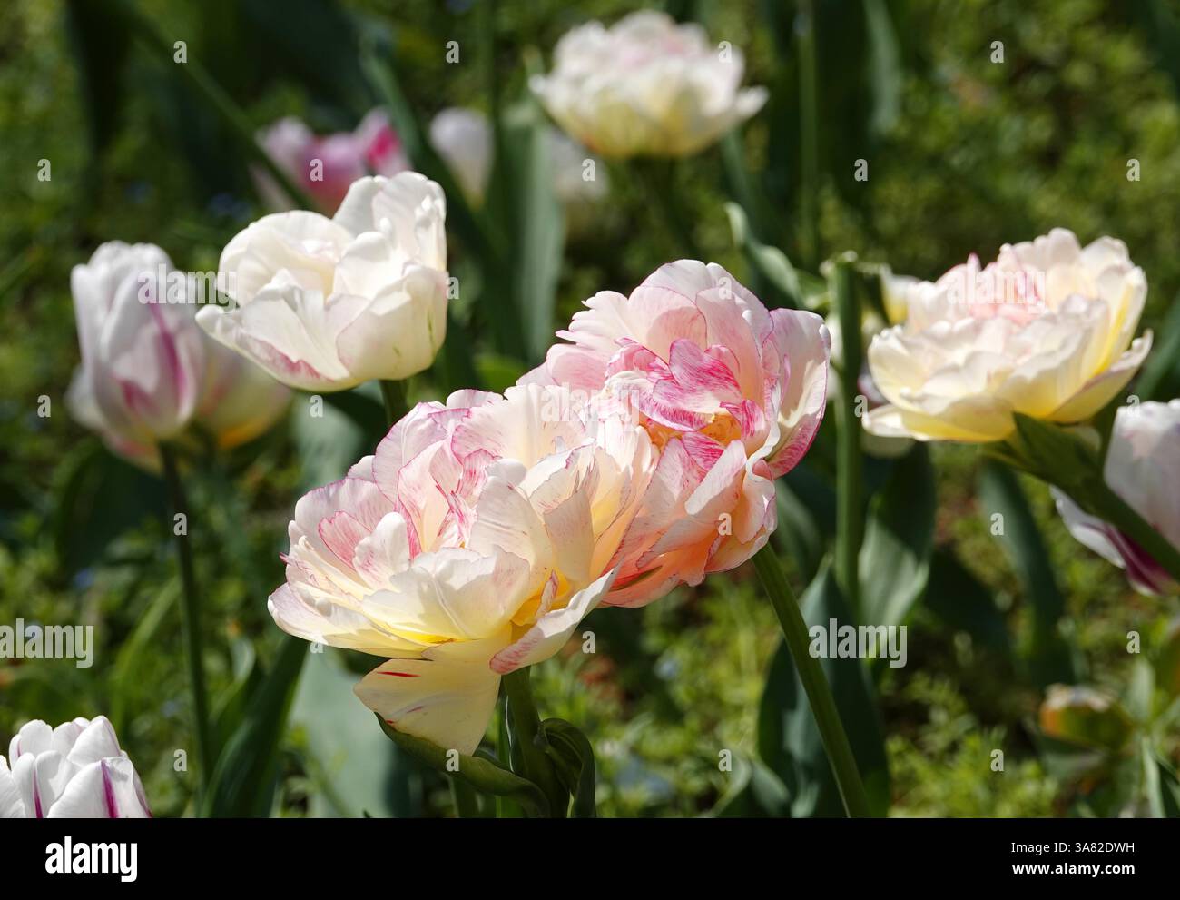 Tulip flowers bloom at a forest park in Longli County, Qiannan Buyi and ...