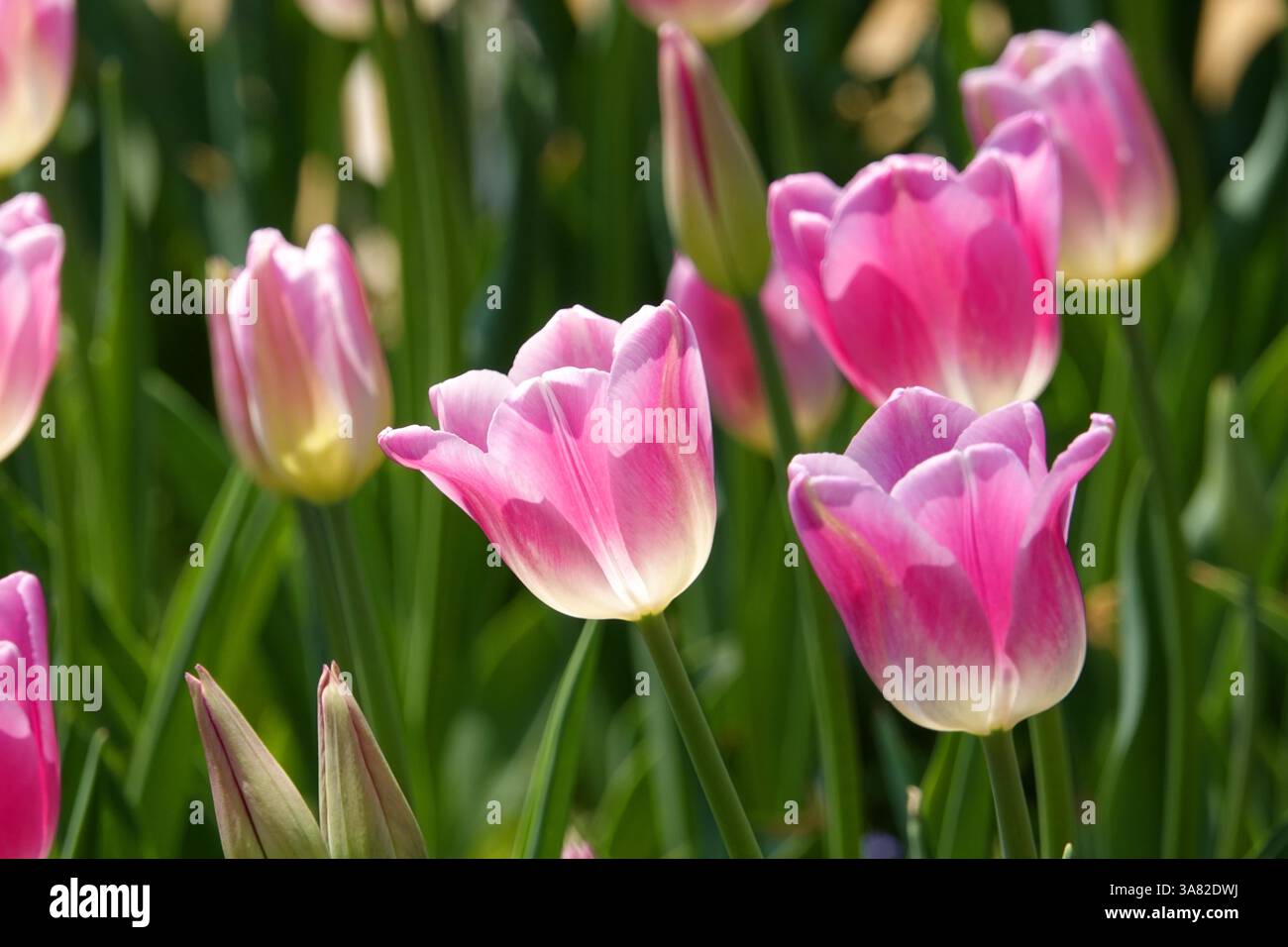 Tulip flowers bloom at a forest park in Longli County, Qiannan Buyi and ...