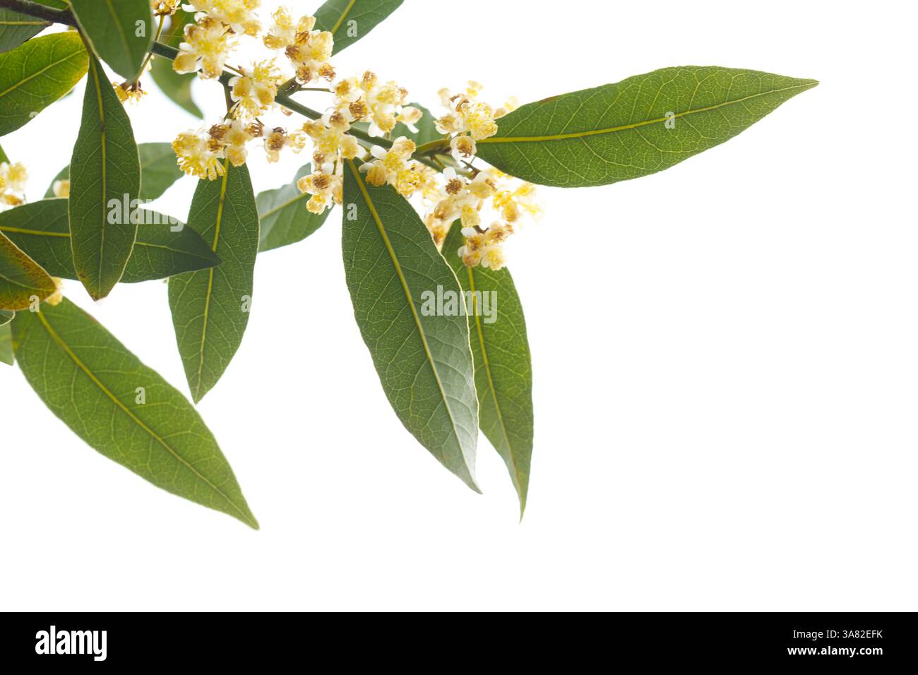 Bay tree or Laurel Leaves isolated on white background Stock Photo - Alamy
