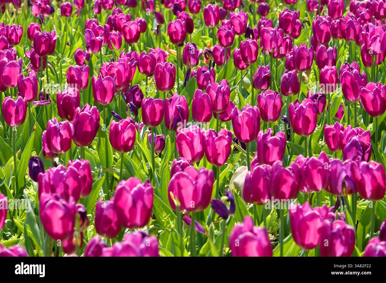 Tulip flowers bloom at a forest park in Longli County, Qiannan Buyi and ...