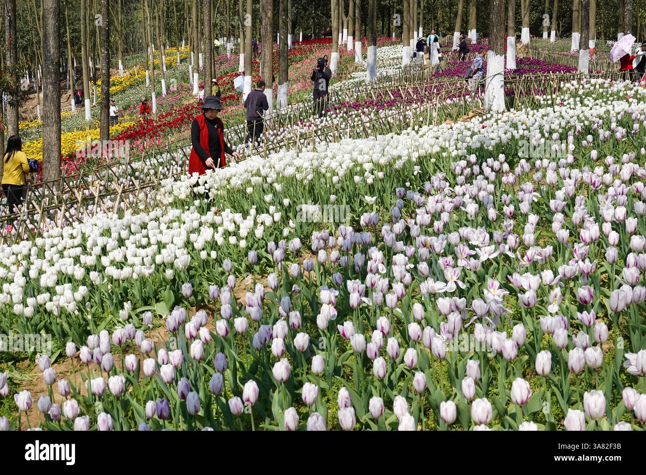 Tulip flowers bloom at a forest park in Longli County, Qiannan Buyi and ...