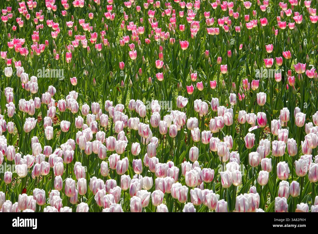 Tulip flowers bloom at a forest park in Longli County, Qiannan Buyi and ...