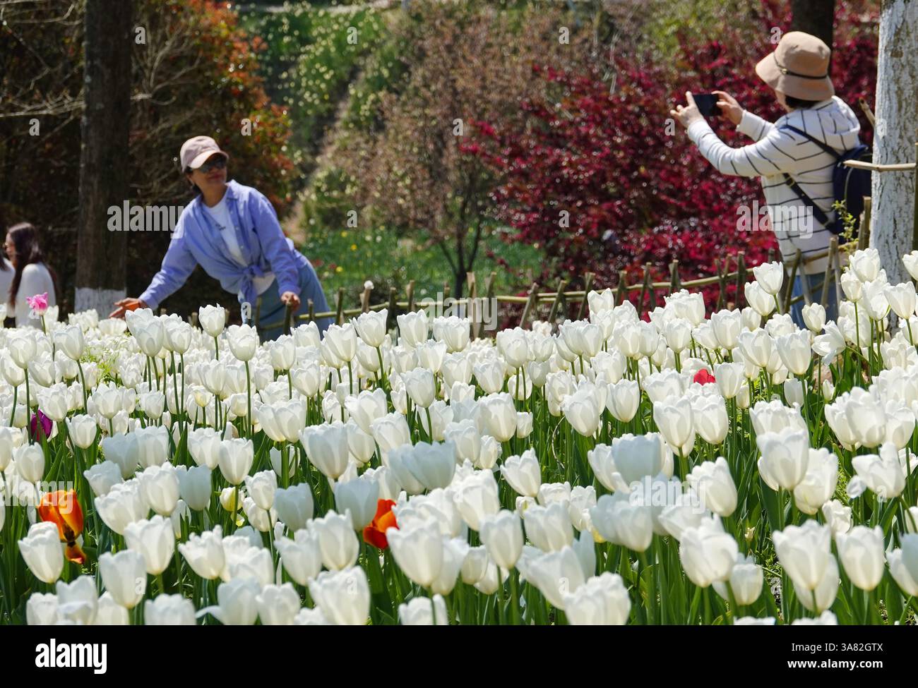 Tulip flowers bloom at a forest park in Longli County, Qiannan Buyi and ...