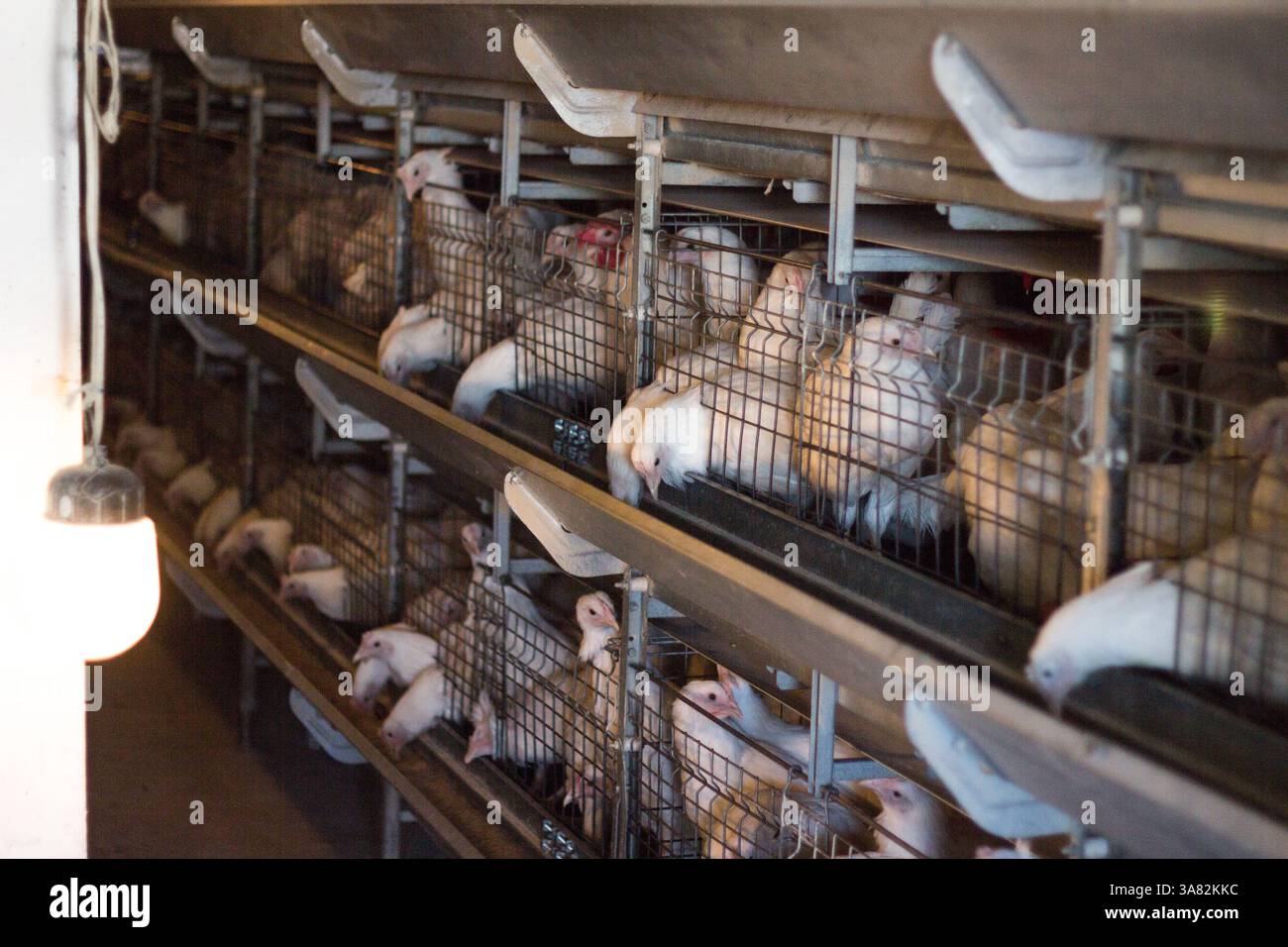 Breeding chickens on a poultry farm for chicken meat, industry Stock ...