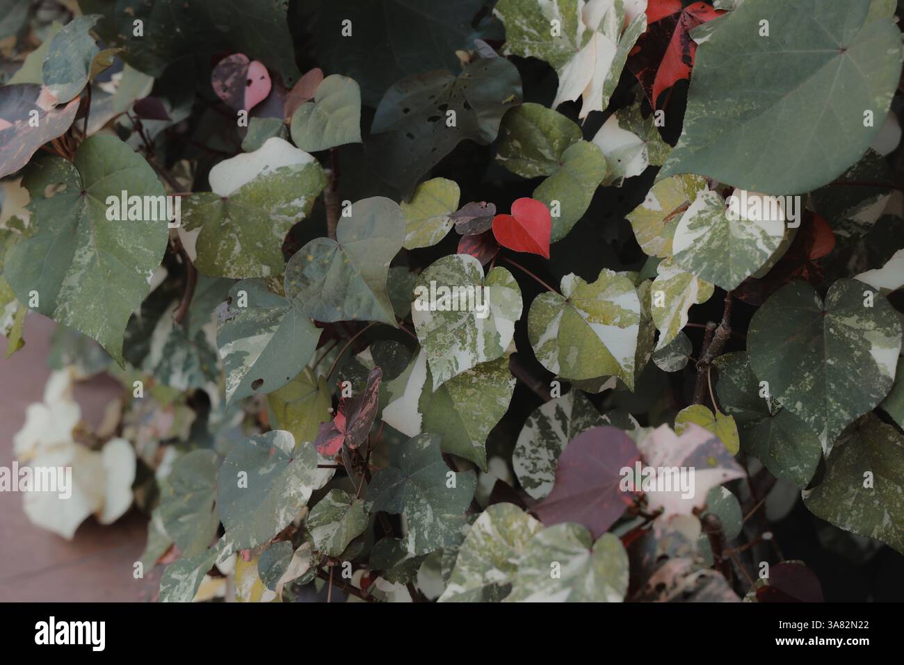 The vibrant and lush green ivy leaves exhibit a stunning array of ...