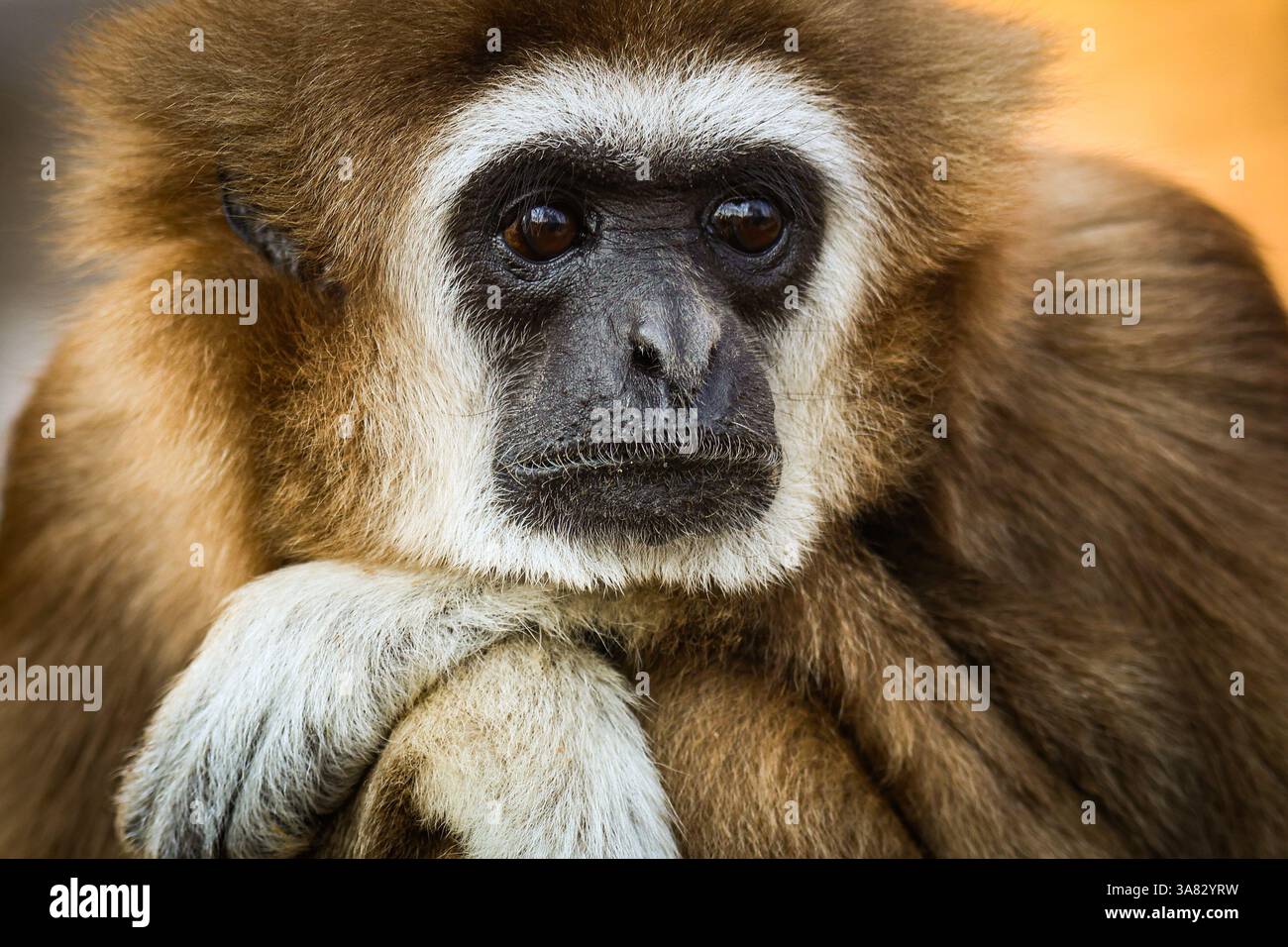 St. Petersburg, Russia. 24th Mar, 2025. A white-handed gibbon monkey ...
