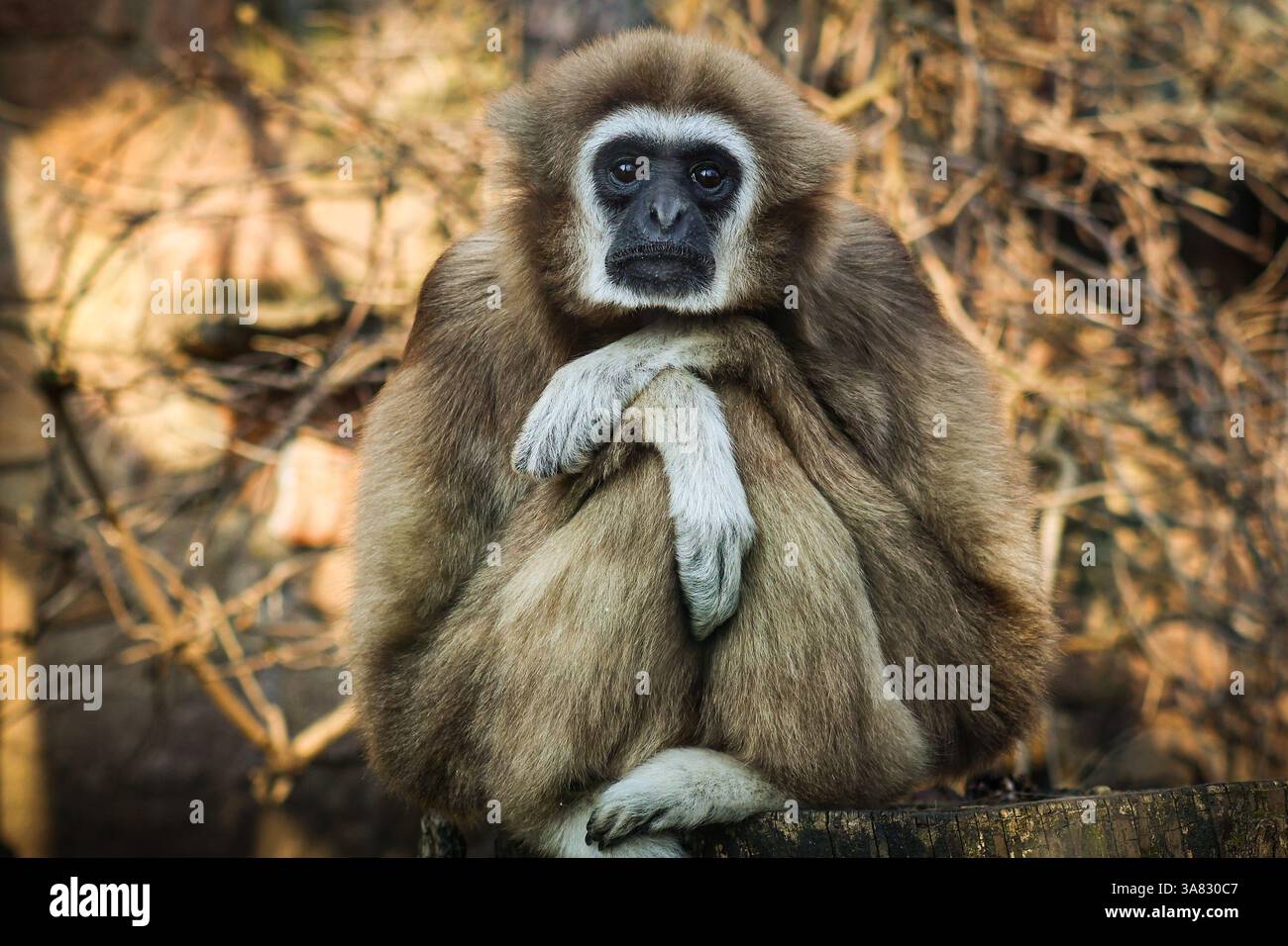 St. Petersburg, Russia. 24th Mar, 2025. A white-handed gibbon monkey ...