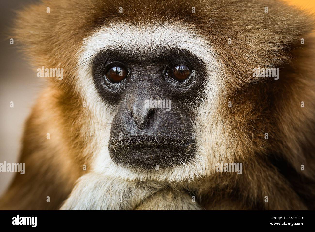 St. Petersburg, Russia. 24th Mar, 2025. A white-handed gibbon monkey ...