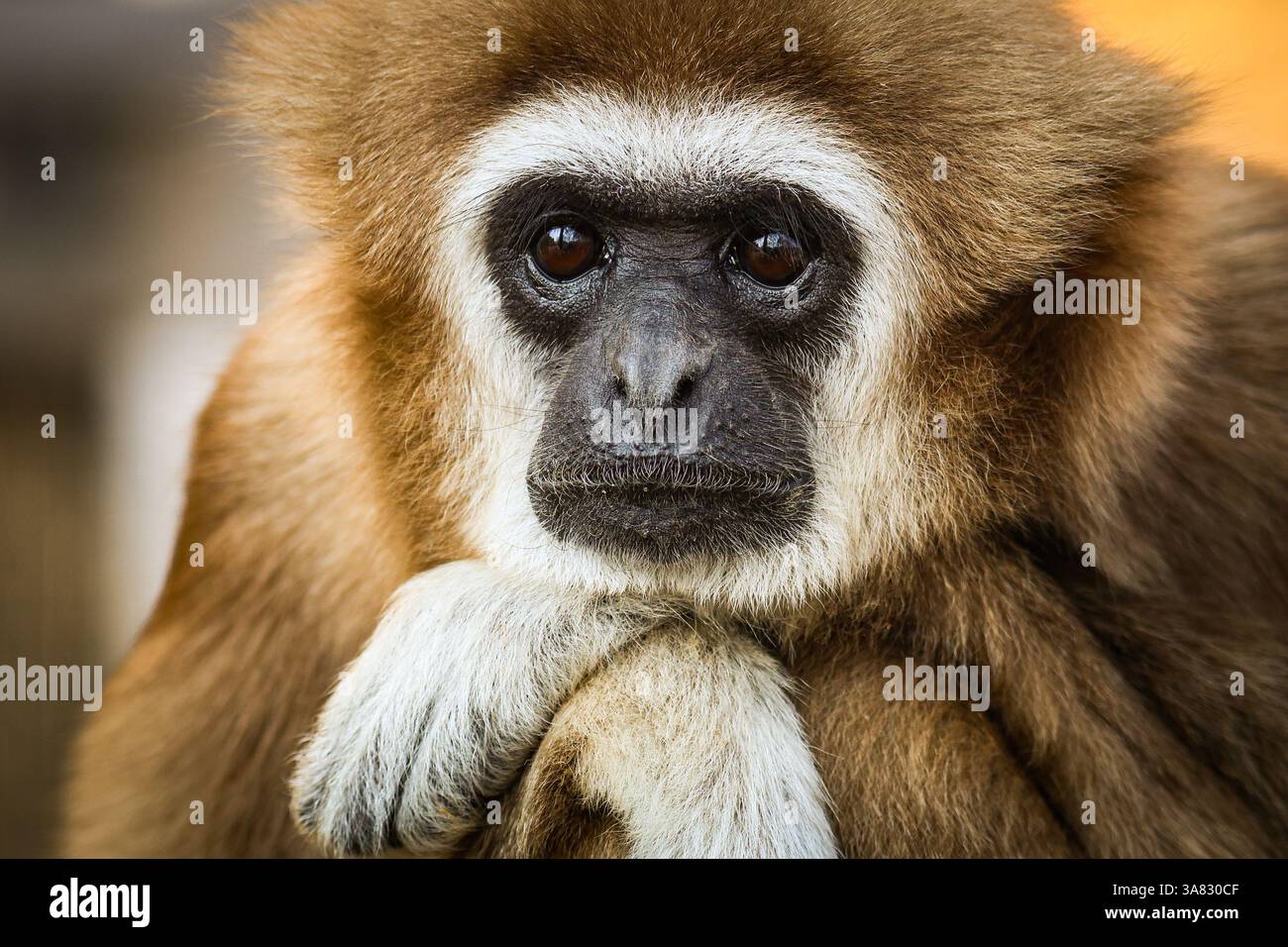 St. Petersburg, Russia. 24th Mar, 2025. A white-handed gibbon monkey ...