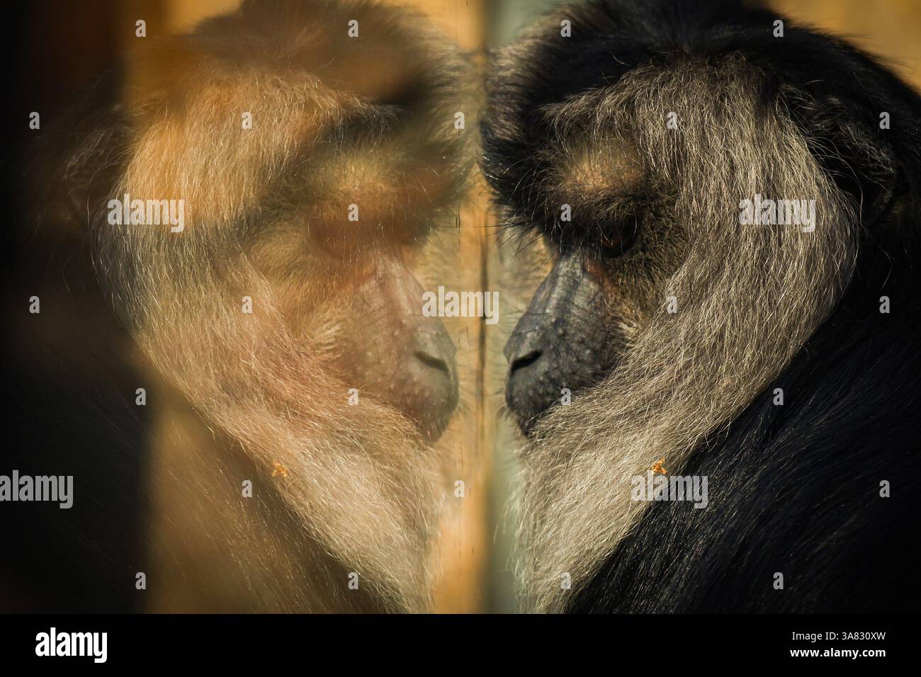 St. Petersburg, Russia. 24th Mar, 2025. A lion-tailed macaque monkey at ...