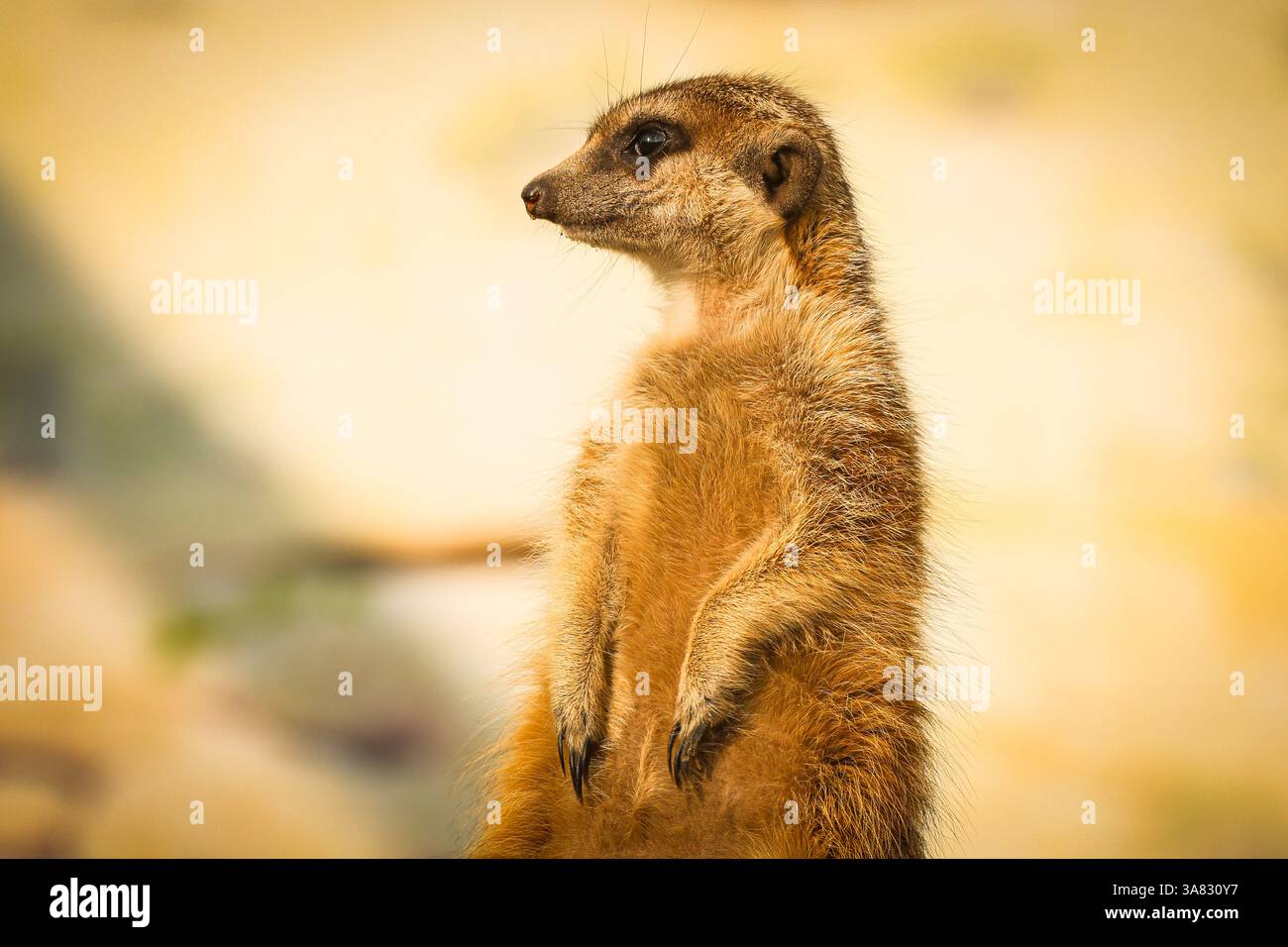 St. Petersburg, Russia. 24th Mar, 2025. A meerkat seen at the Leningrad ...
