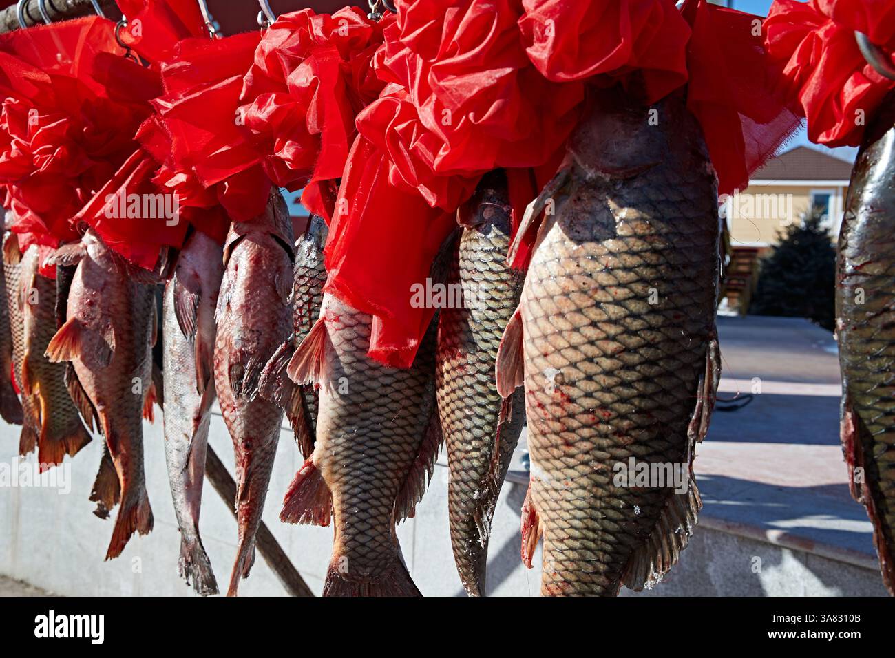 Fresh Fish Displayed with Red Cloth Wrapping Stock Photo - Alamy